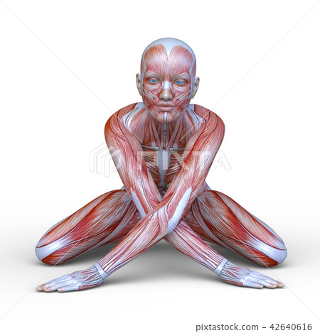 Female human body model - Stock Illustration [42640616] - PIXTA