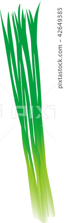 A small scallion - Stock Illustration [42649385] - PIXTA