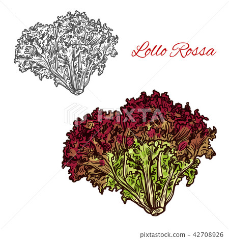 Red lollo rossa lettuce leaf vegetable sketch - Stock Illustration ...