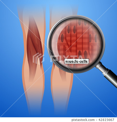 Human anatomy muscle cells - Stock Illustration [42815667] - PIXTA