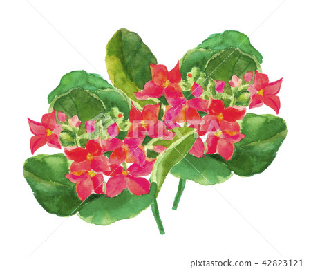 Kalanchoe - Stock Illustration [42823121] - PIXTA