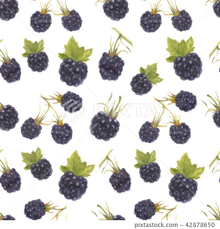 Blackberry seamless pattern - Stock Illustration [42878650] - PIXTA