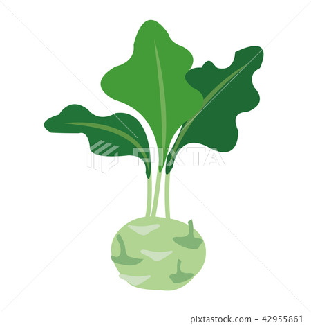 Nature organic vegetable Kohlrobi - Stock Illustration [42955861] - PIXTA