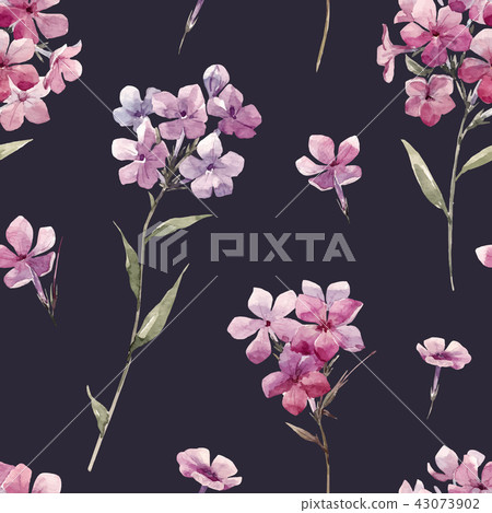 Watercolor floral phlox vector pattern-插圖素材 [43073902] - PIXTA圖庫