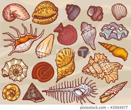Shells vector marine seashell and ocean... - Stock Illustration ...