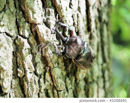 Summer bug beetle - Stock Photo [43208891] - PIXTA