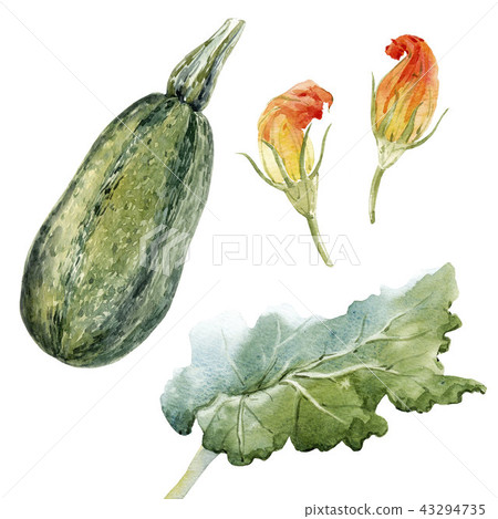 Watercolor zucchini set - Stock Illustration [43294735] - PIXTA