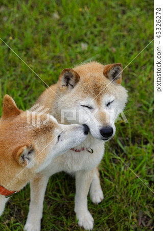 Are Shiba Inus Friendly