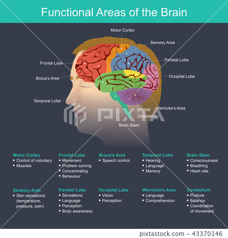 Brain Anatomy And Functional Areas