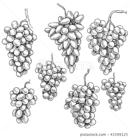 Hand Drawn Grape Bunch Variety Set - Stock Illustration [43399125] - PIXTA