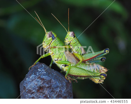 Yamato Fuki Bata - Stock Photo [43446555] - PIXTA