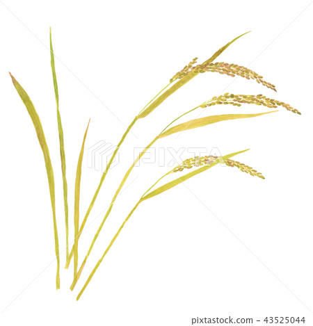 Oryza sativa subsp. Japonica rice yellow ripening - Stock Illustration ...