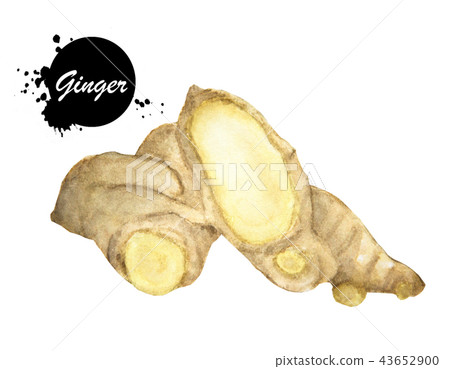 Hand Drawn Ginger, Watercolor - Stock Illustration [43652900] - PIXTA