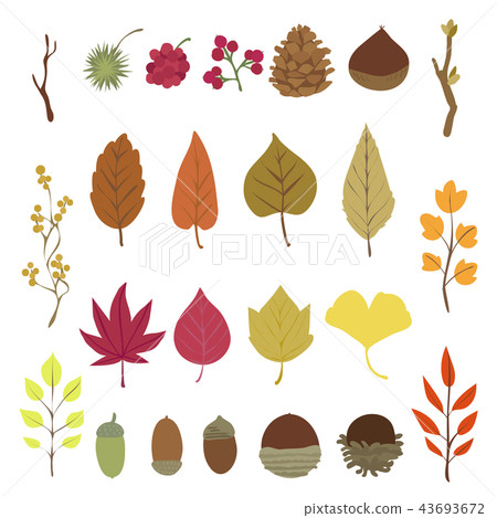 Autumn leaves and tree nuts illustration set - Stock Illustration ...