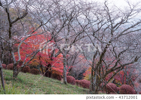 Winter cherry tree - Stock Photo [43712001] - PIXTA