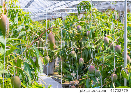 Mango mango farmer greenhouse - Stock Photo [43732779] - PIXTA