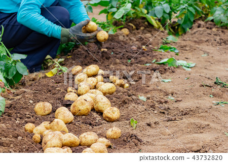 Potato field potato field harvest - Stock Photo [43732820] - PIXTA