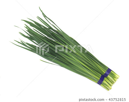 Nila - Stock Photo [43752815] - PIXTA