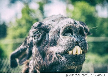 Cattle teeth Images - Search Images on Everypixel