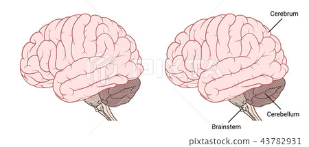 Human brain anatomy Side view flat - Stock Illustration [43782931] - PIXTA
