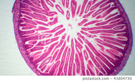 Photomicrograph of small intestine cross section - Stock Photo ...