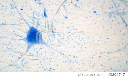 Nerve Cell Light Microscope