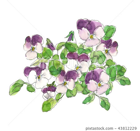 Pansy viola watercolor painting - Stock Illustration [43812229] - PIXTA