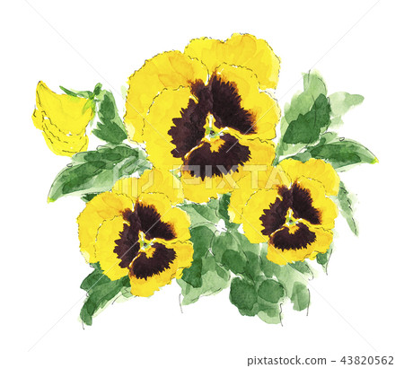Yellow pansy [hand-painted watercolor] white... - Stock Illustration ...