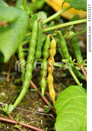 Taking a picture of the azuki bean field in... - Stock Photo [43922817 ...