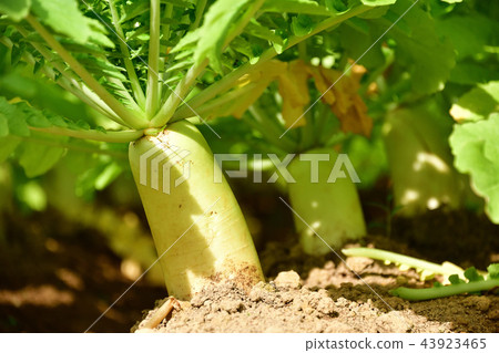 Taking a picture of the radish field in... - Stock Photo [43923465] - PIXTA