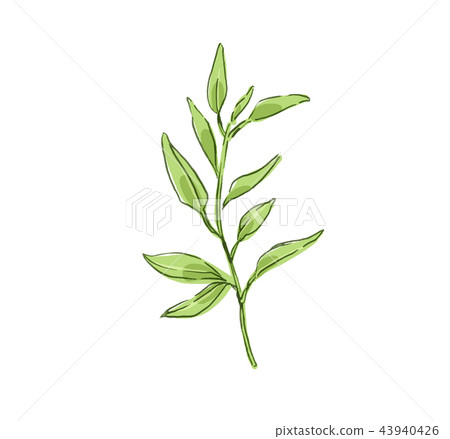 Leaf Leaf Fresh green Wakaba Nature White... - Stock Illustration ...