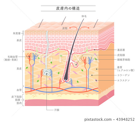 skin, construction, cross-section - Stock Illustration [43948252] - PIXTA