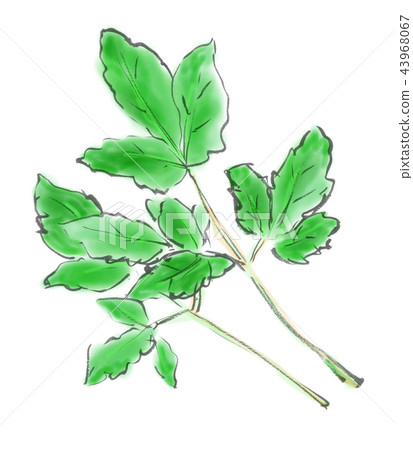 Ashitaba - Stock Illustration [43968067] - PIXTA