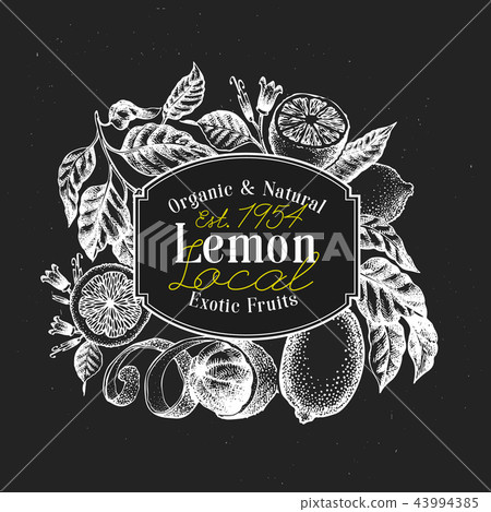Lemon tree logo template. Hand drawn vector... - Stock Illustration ...
