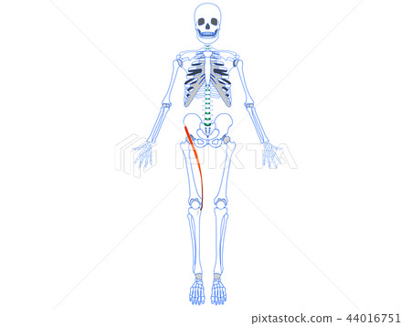 Sewing worker's muscle - Stock Illustration [44016751] - PIXTA