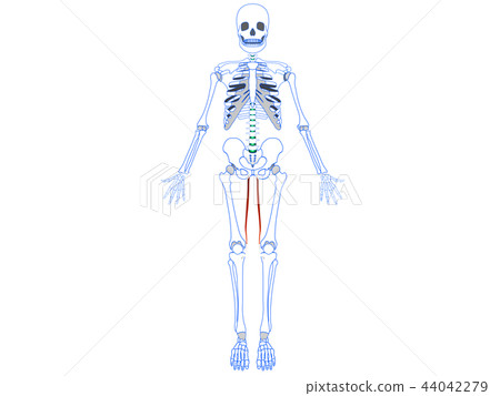 Thin muscle 1 - Stock Illustration [44042279] - PIXTA