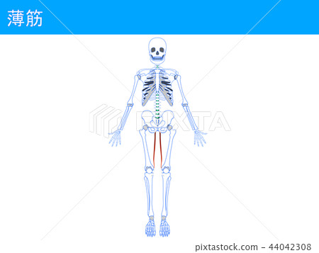 Thin muscle 4 - Stock Illustration [44042308] - PIXTA