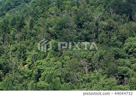 Broad Leaved Forest
