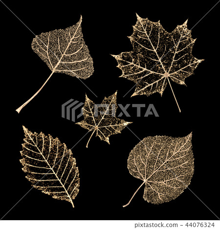Set of gold skeleton leaves on black background - Stock Illustration ...