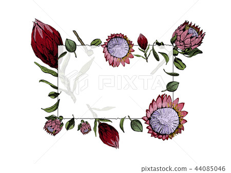 Frame with beautiful colorful king protea flowers. - Stock Illustration ...