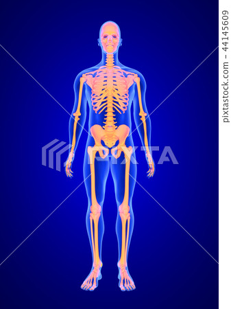 Blue Human Anatomy Body and Skeleton 3D Scan... - Stock Illustration ...