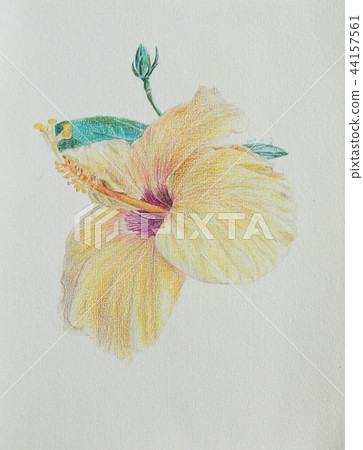 Yellow cinnabar flower / hibiscus - Stock Illustration [44157561] - PIXTA