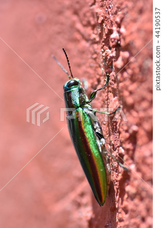 Tamamushi - Stock Photo [44190537] - PIXTA