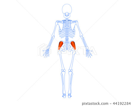 Middle buttock muscle 2 - Stock Illustration [44192284] - PIXTA