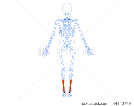 Long toe flexor muscle 2 - Stock Illustration [44243749] - PIXTA
