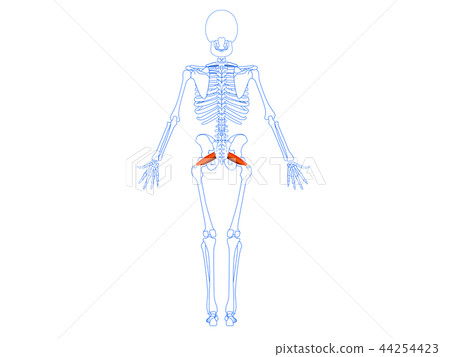 Piriform muscle 2 - Stock Illustration [44254423] - PIXTA