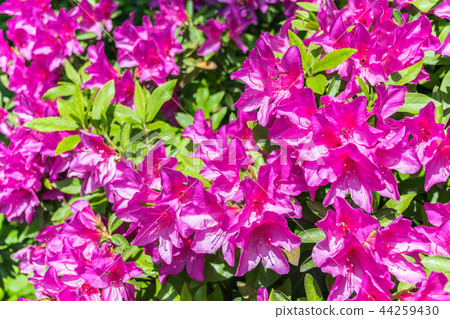 Red purple azalea flower - Stock Photo [44259430] - PIXTA