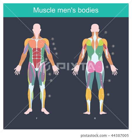 Muscle men's bodies - Stock Illustration [44387005] - PIXTA