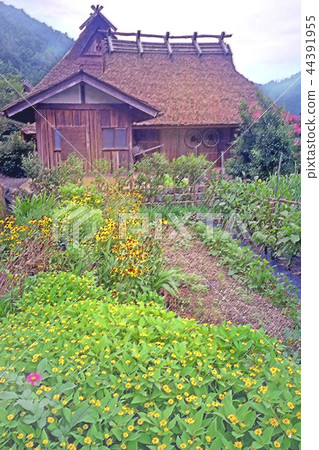 Miyama-cho Sakai - Stock Illustration [44391955] - PIXTA