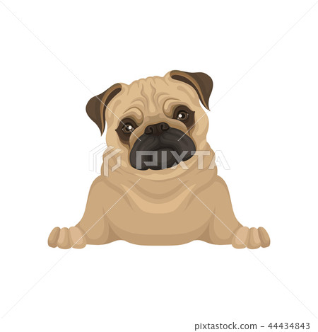 Portrait of lying pug puppy, front view. Small... - Stock Illustration ...